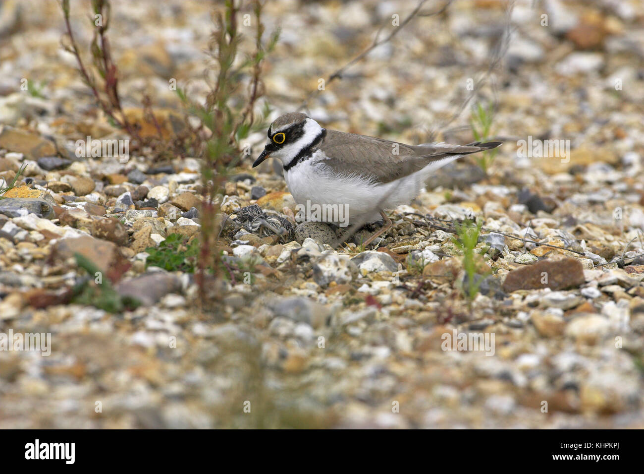 Little ringed plover Charadrius dubius brooding just hatched chick ...