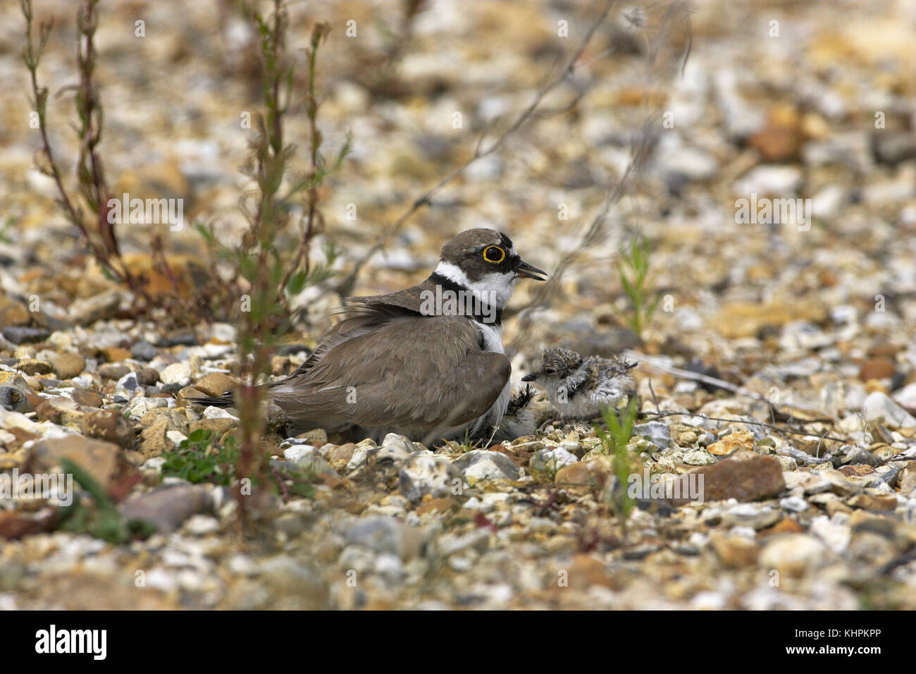 Little ringed plover Charadrius dubius brooding just hatched chicks ...