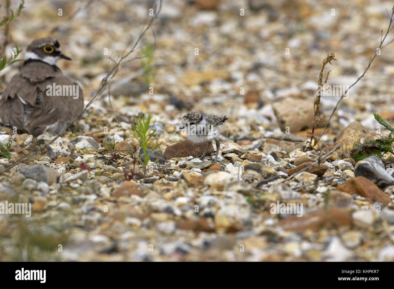 Little ringed plover Charadrius dubius brooding just hatched chicks ...
