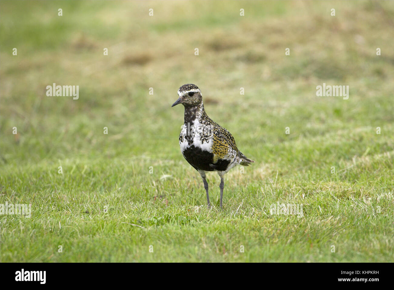 European golden plover Pluvialis apricaria Iceland July 2009 Stock ...