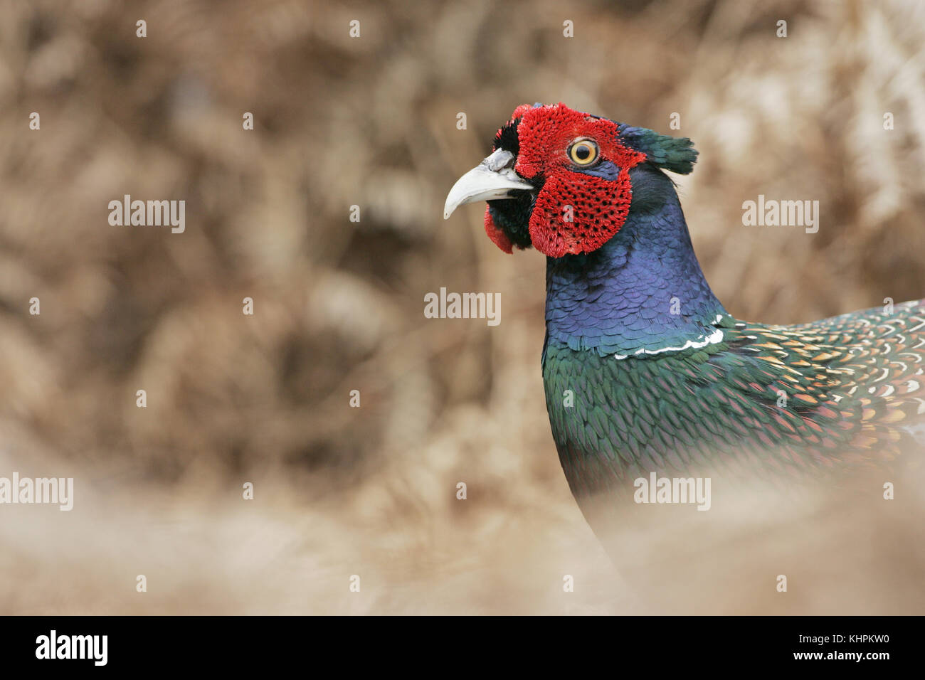 Common pheasant Phasianus colchicus male in spring Hampshire England ...