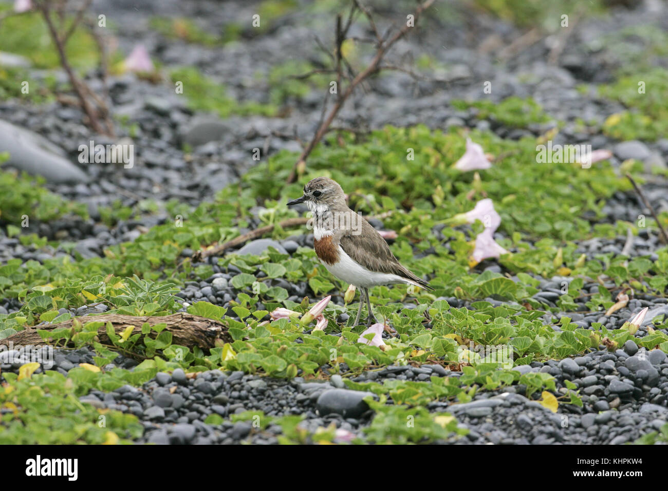 Double-banded plover Charadrius bicinctus on beach in rain Kaikoura New ...