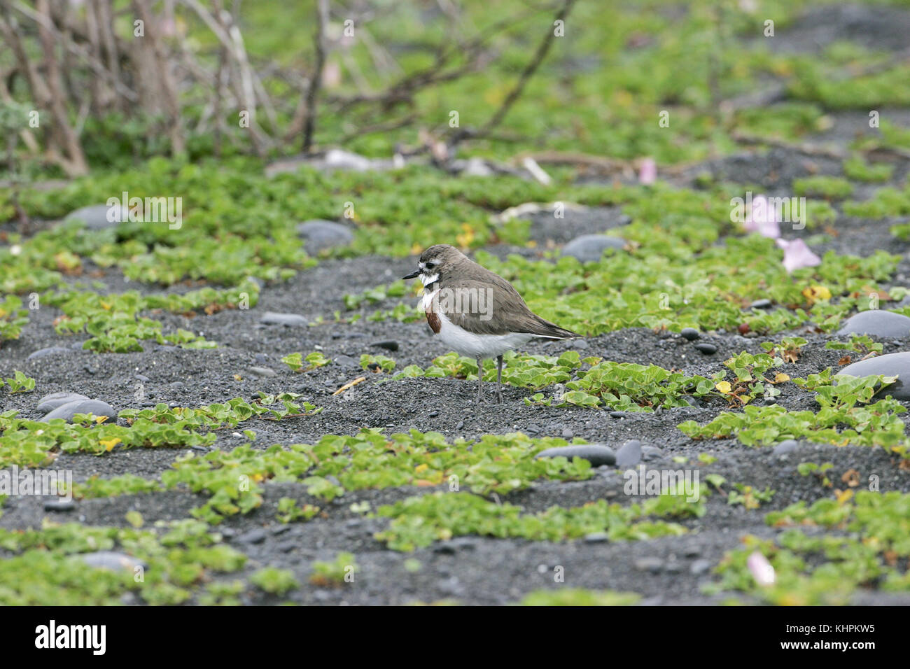 Double-banded plover Charadrius bicinctus on beach in rain Kaikoura New ...