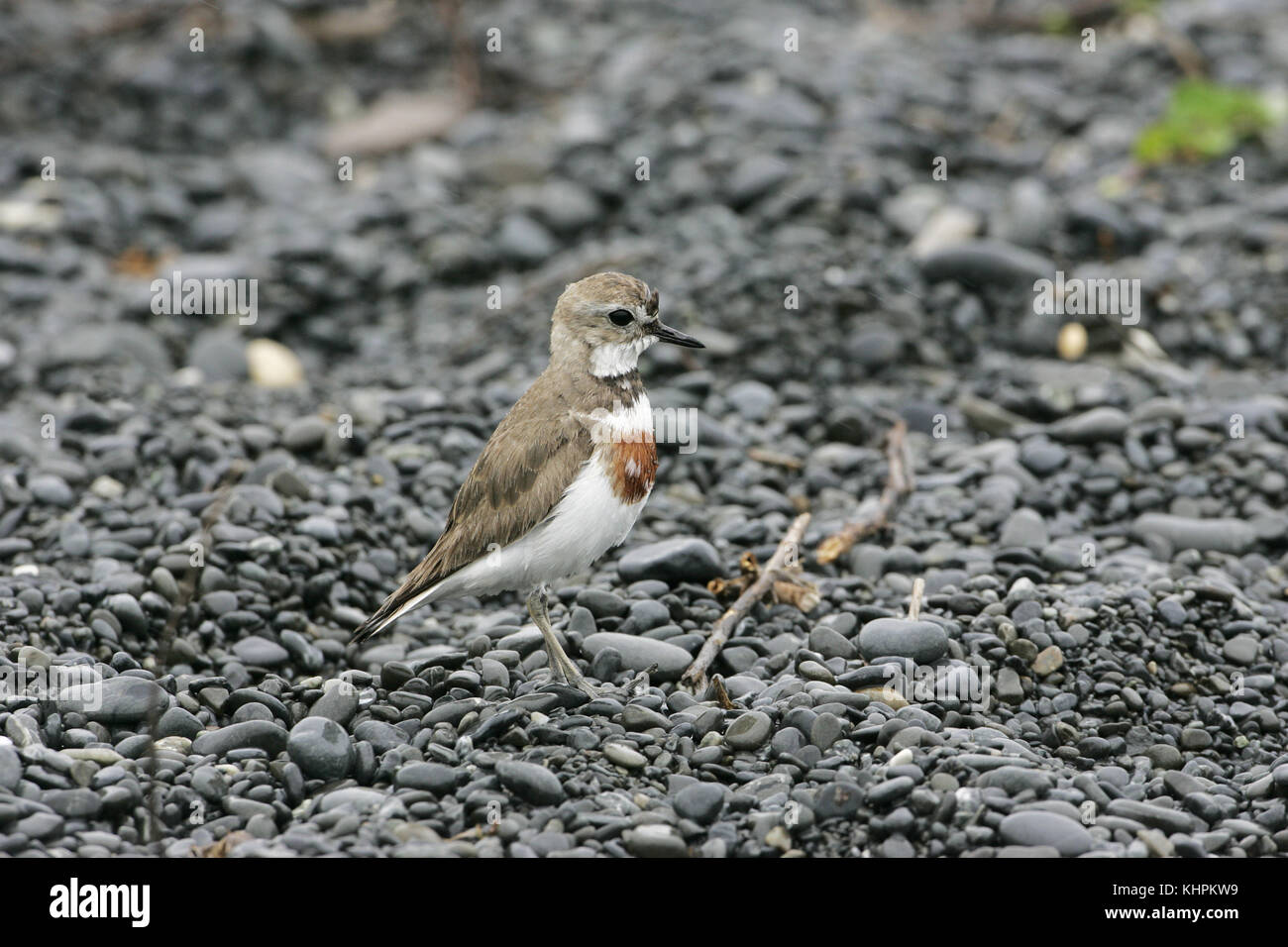 Double-banded plover Charadrius bicinctus on beach in rain Kaikoura New ...