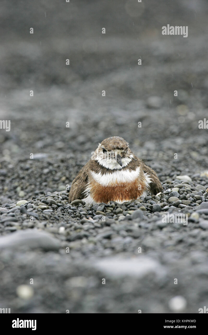 Double-banded plover Charadrius bicinctus on nest in rain Kaikoura ...