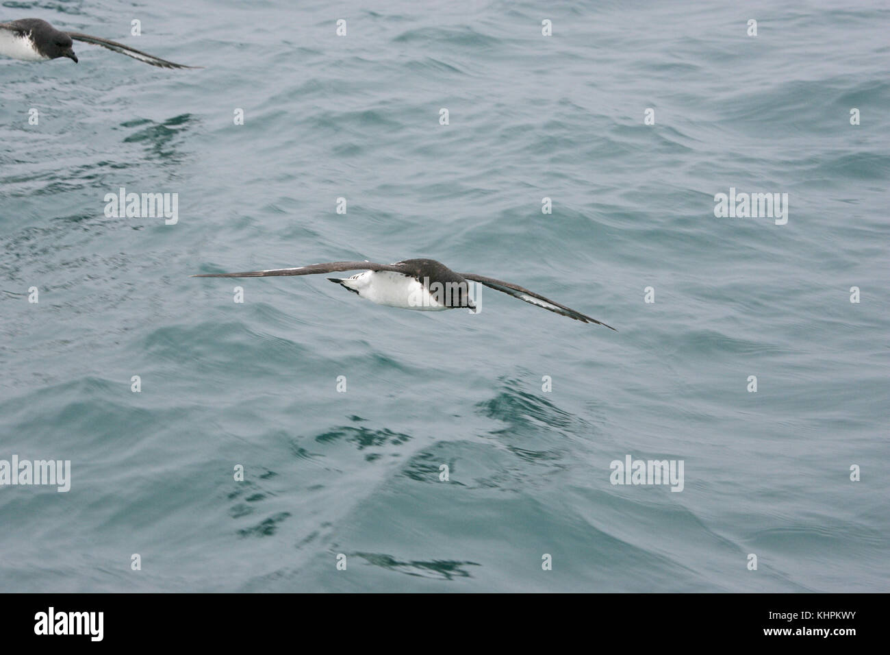Cape pigeon Daption capense in flight New Zealand Stock Photo - Alamy