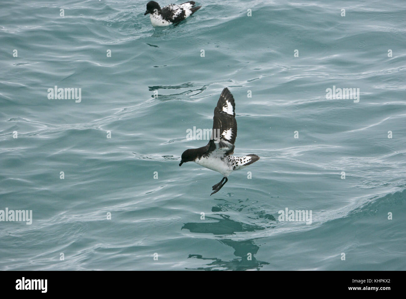 Cape pigeon Daption capense landing on sea New Zealand Stock Photo - Alamy