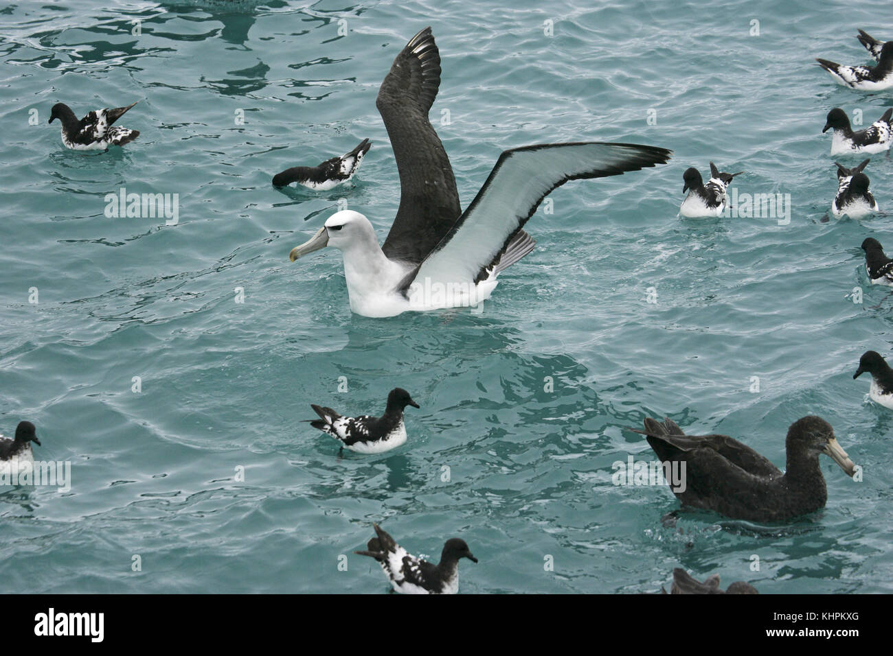 Shy albatross Thalassarche cauta landed on sea among Cape pigeon ...
