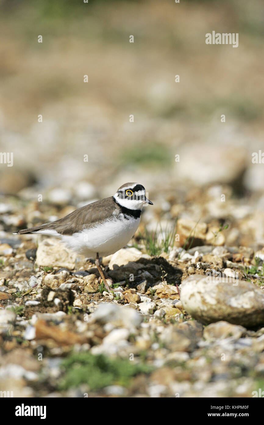 Little ringed plover uk hi-res stock photography and images - Alamy