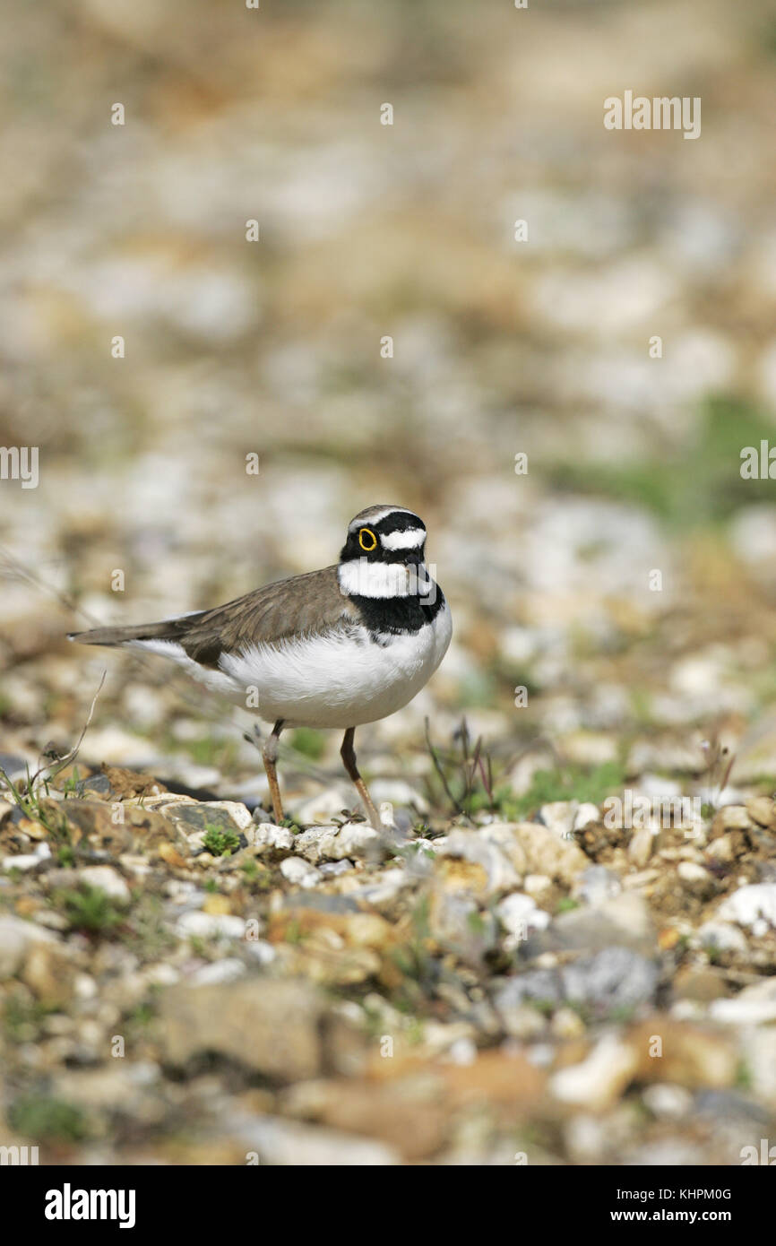 Little ringed plover uk hi-res stock photography and images - Alamy