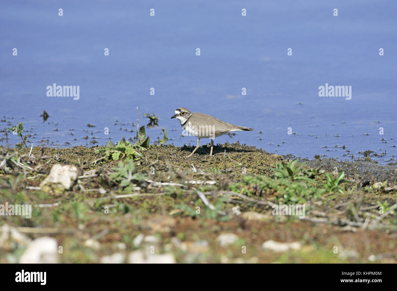 Little ringed plover uk hi-res stock photography and images - Alamy