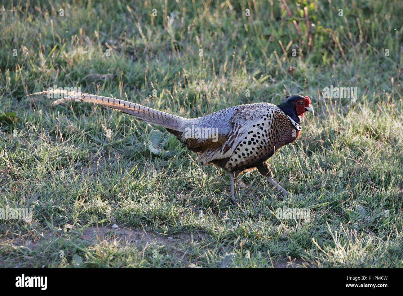 1 one common pheasant hi-res stock photography and images - Alamy