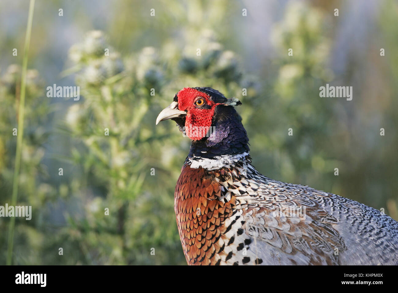 1 one common pheasant hi-res stock photography and images - Alamy