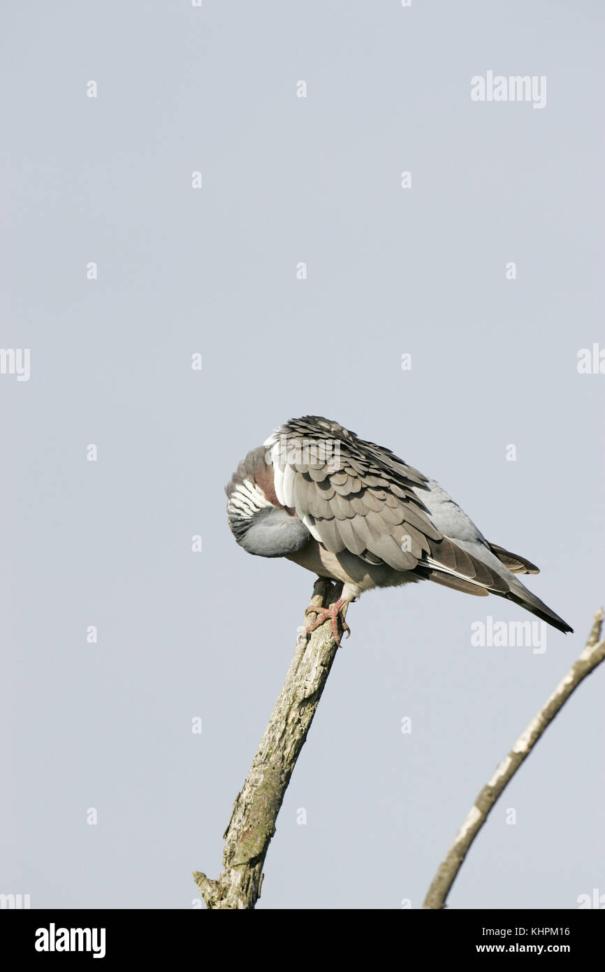 Preening under wing hi-res stock photography and images - Alamy