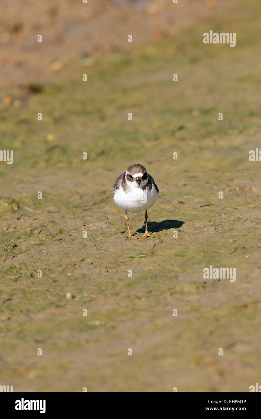 Common ringed plover Charadrius hiaticula in winter plumage Stock Photo ...
