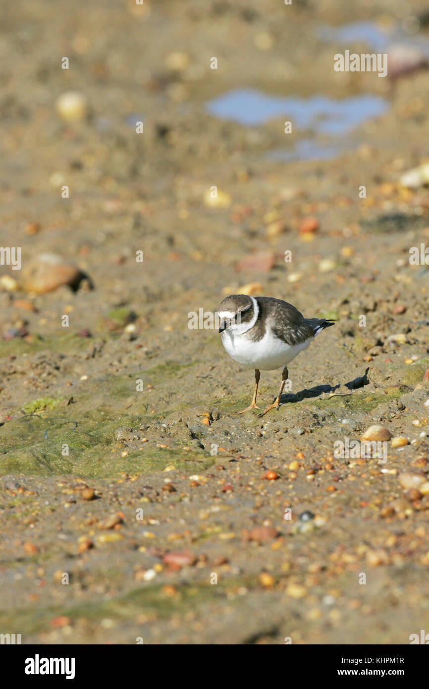 Common ringed plover Charadrius hiaticula in winter plumage Stock Photo ...