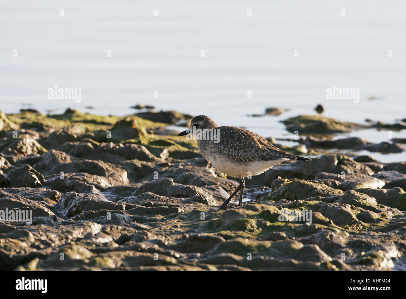 Grey plover Pluvialis squatarola in winter plumage Stock Photo - Alamy
