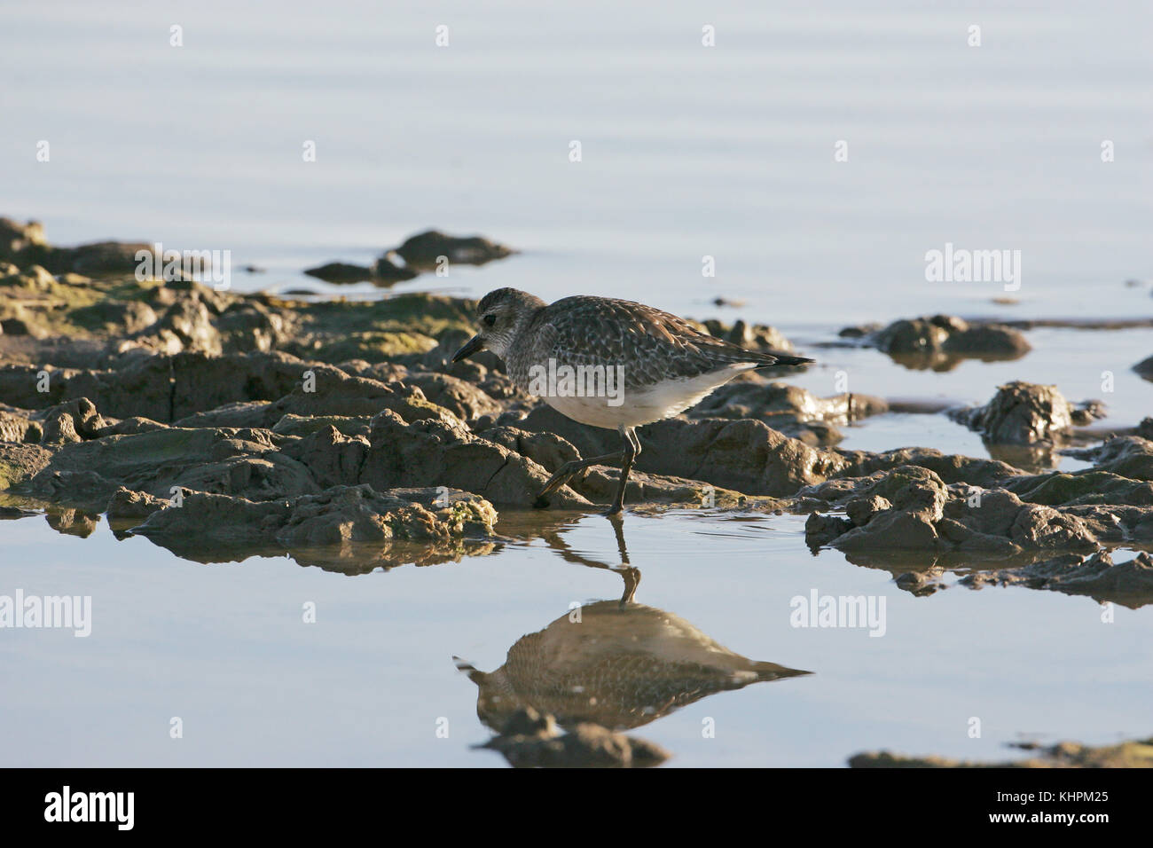 Grey plover Pluvialis squatarola in winter plumage Stock Photo - Alamy