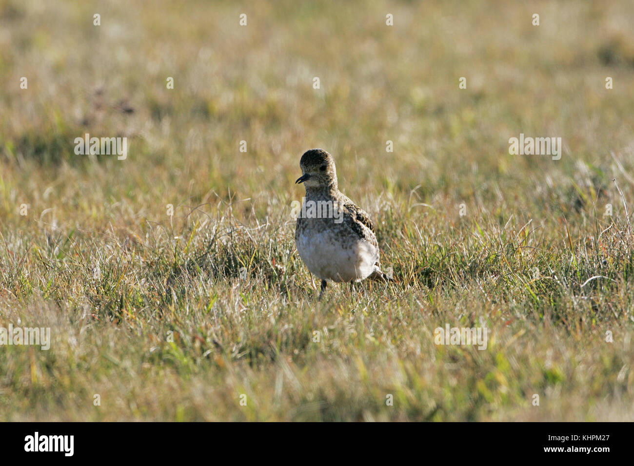 European golden plover Pluvialis apricaria in winter plumage Stock ...
