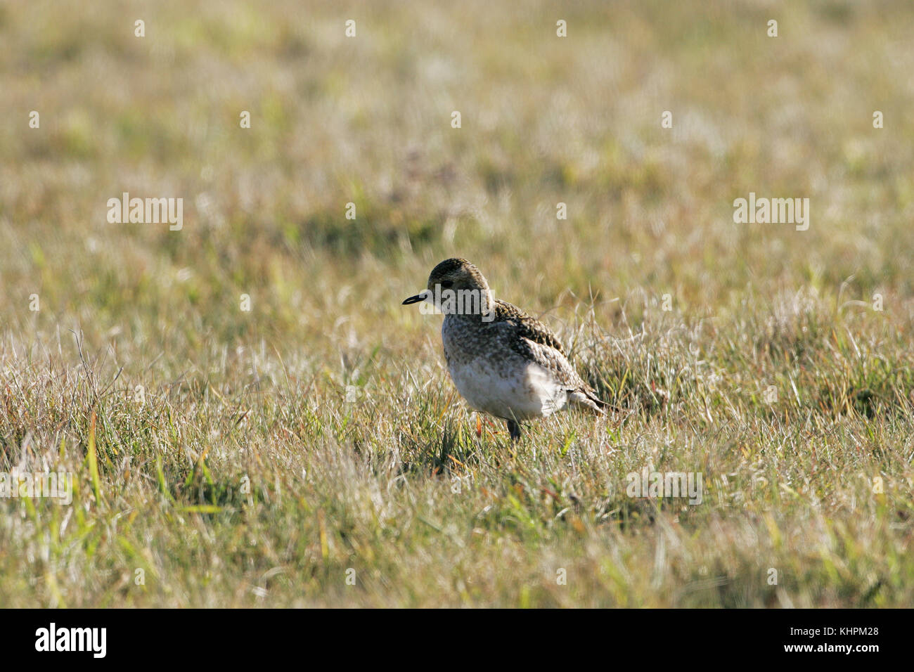 European golden plover Pluvialis apricaria in winter plumage Stock ...