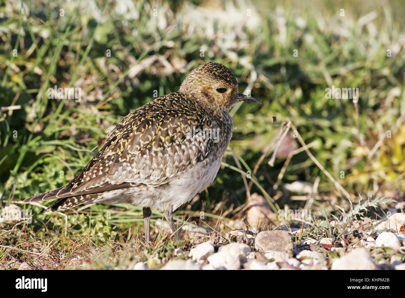 European golden plover Pluvialis apricaria in winter plumage Stock ...