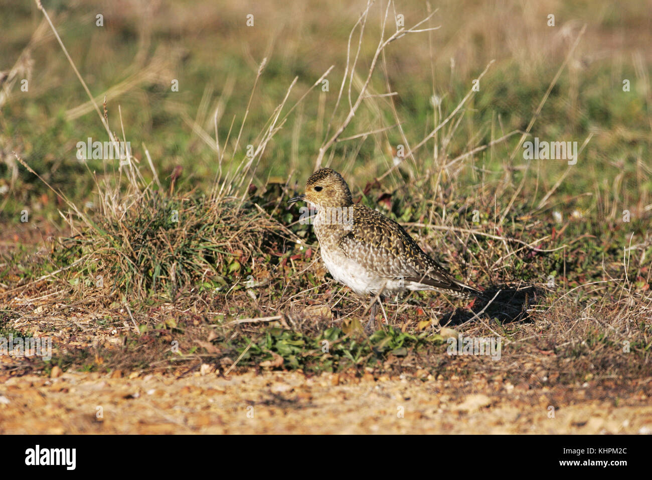 European golden plover Pluvialis apricaria in winter plumage Stock ...