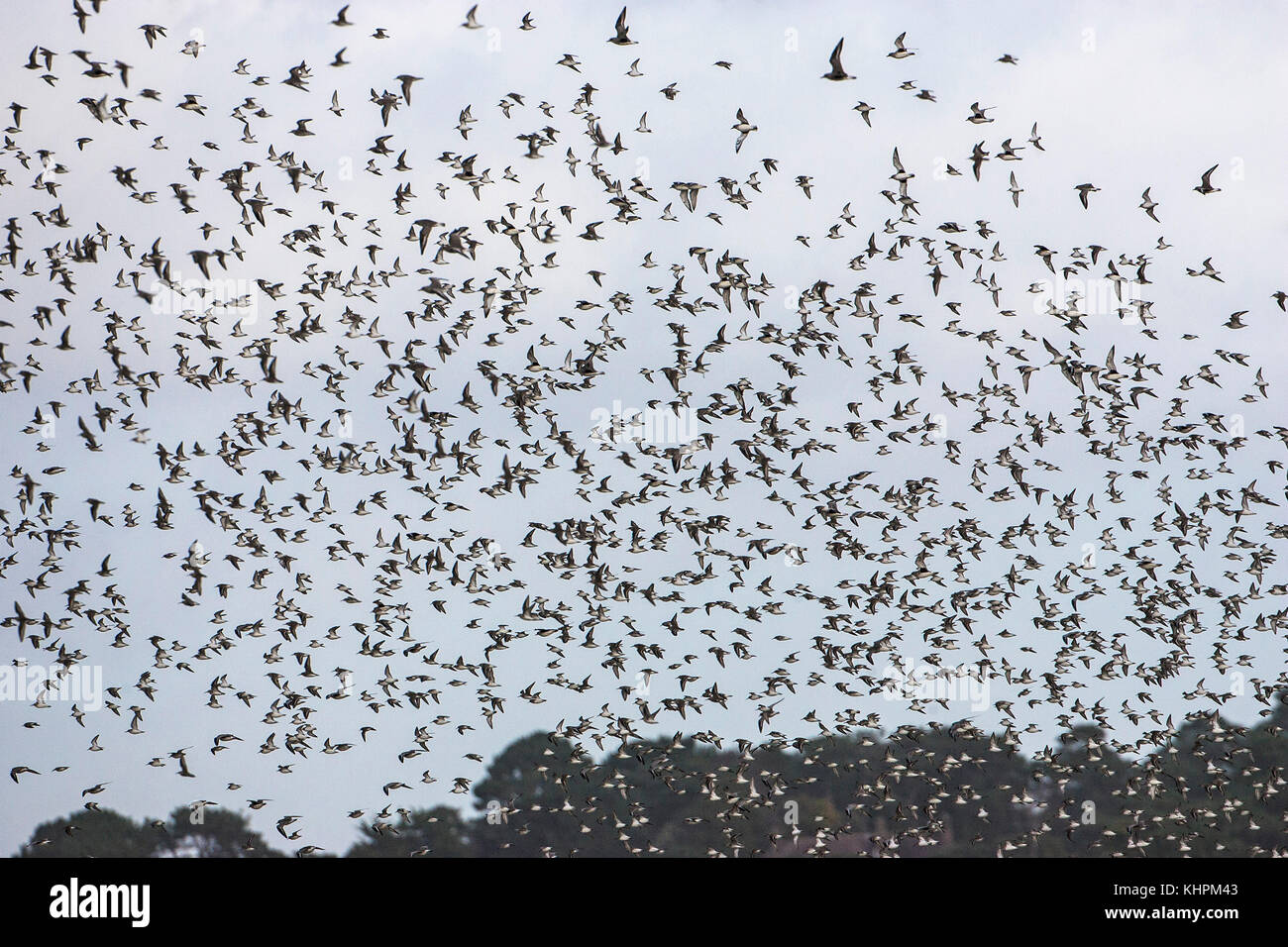 Flock of Dunlin Calidris alpina and Grey plover Pluvialis squatarola in ...