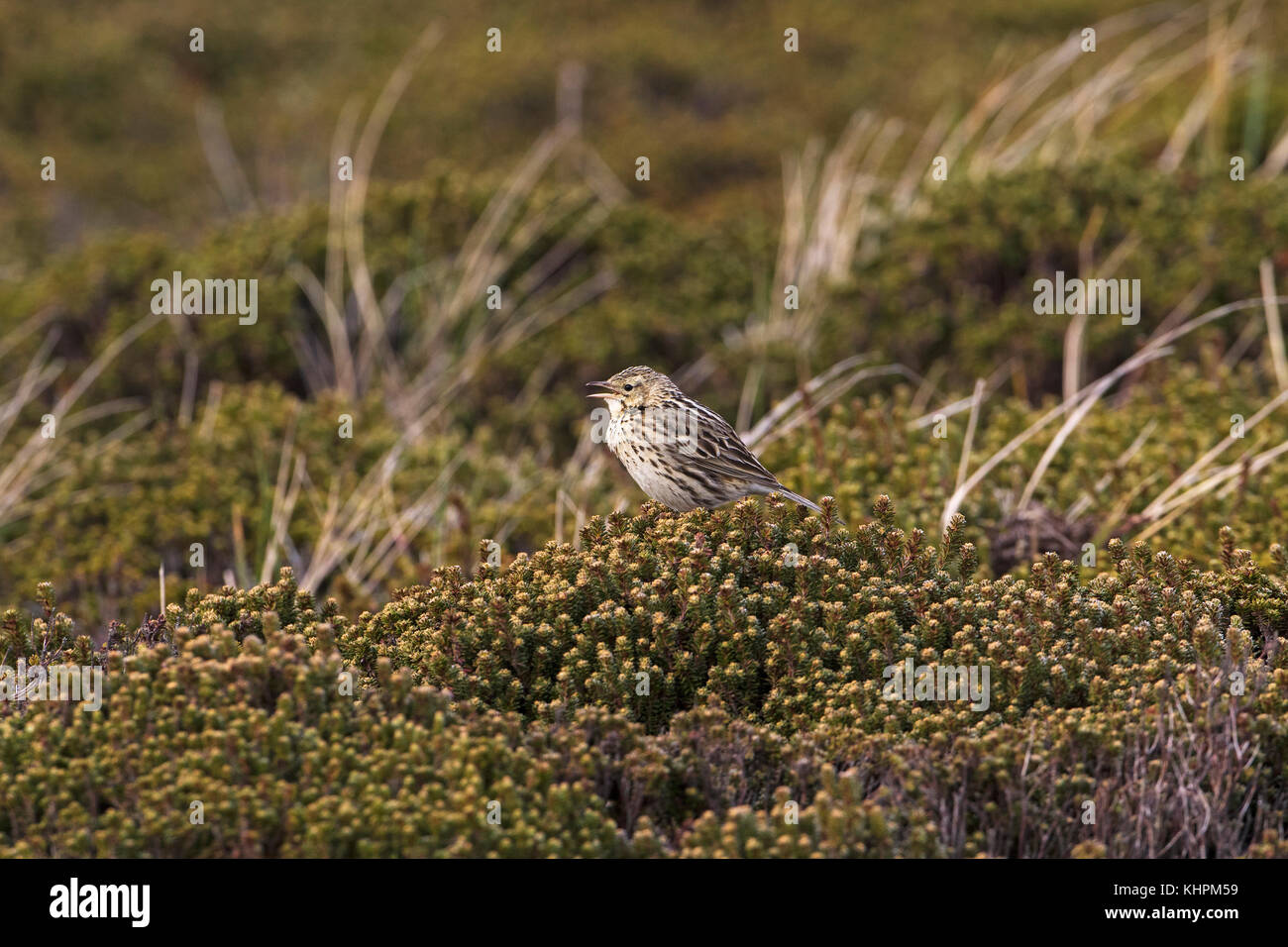 Falkland pipit Anthus correndera grayi singing on the top of Diddle-dee ...