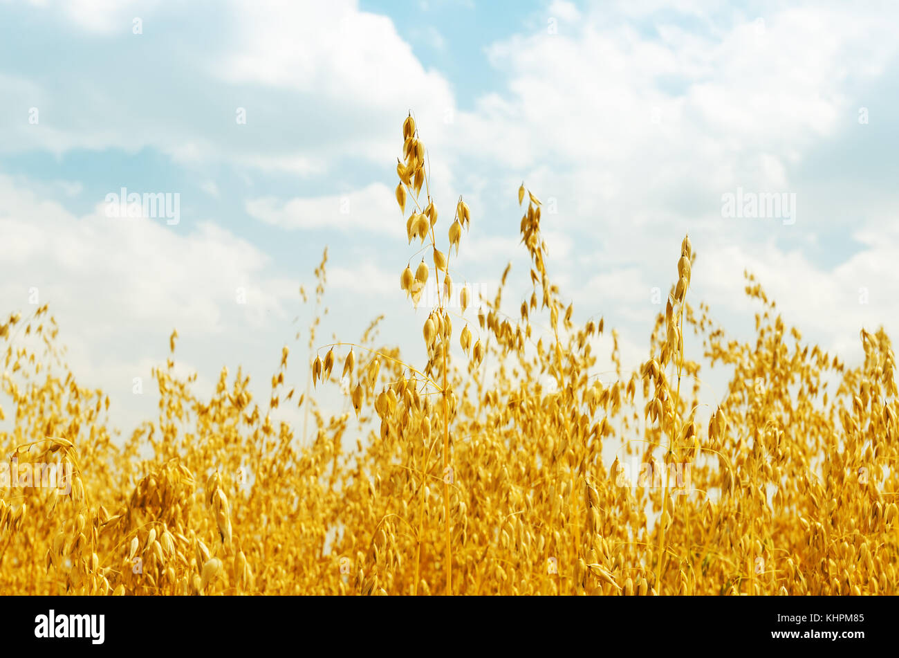 golden harvest of oats on field Stock Photo - Alamy