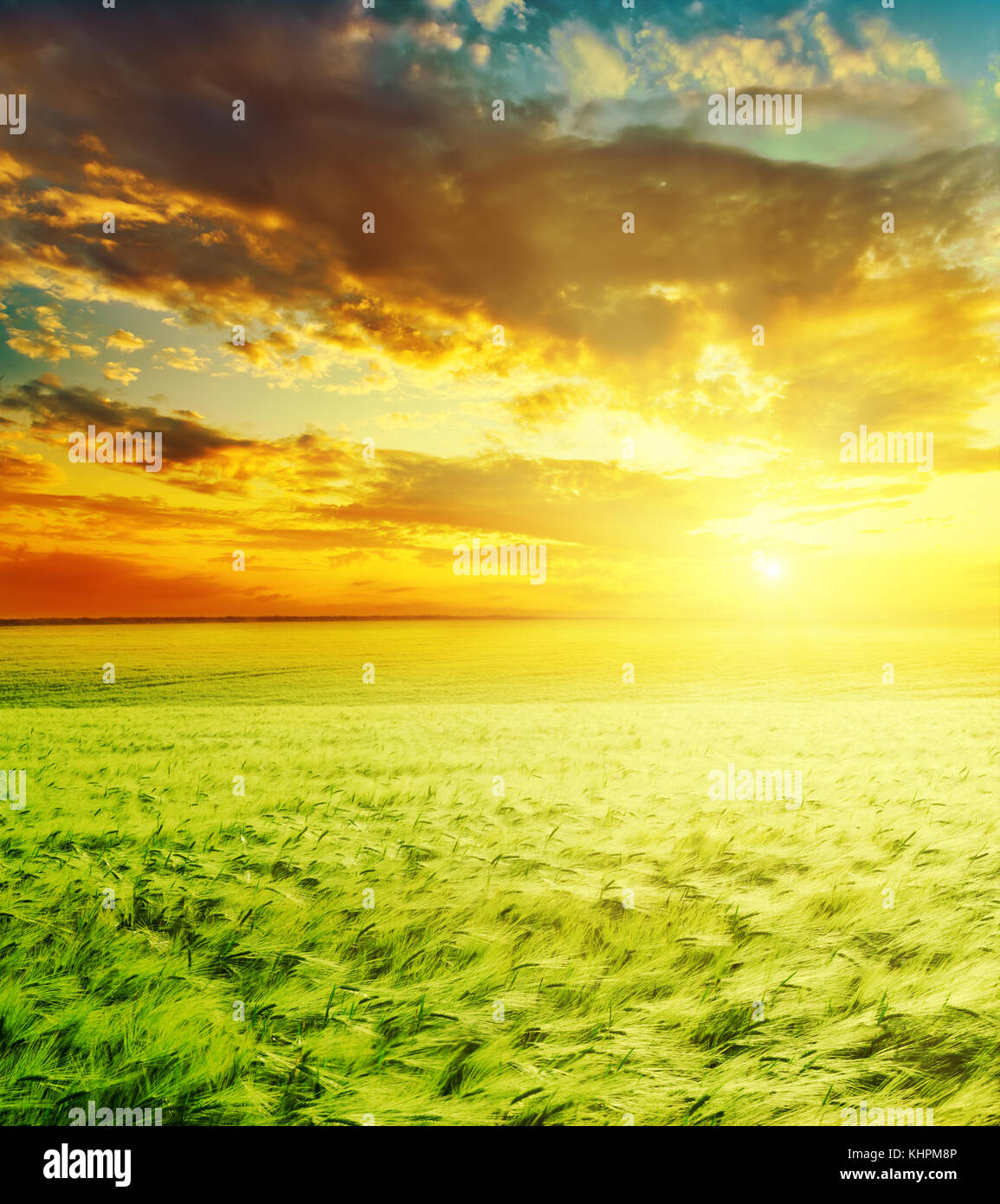 amazing sunset over green field Stock Photo - Alamy