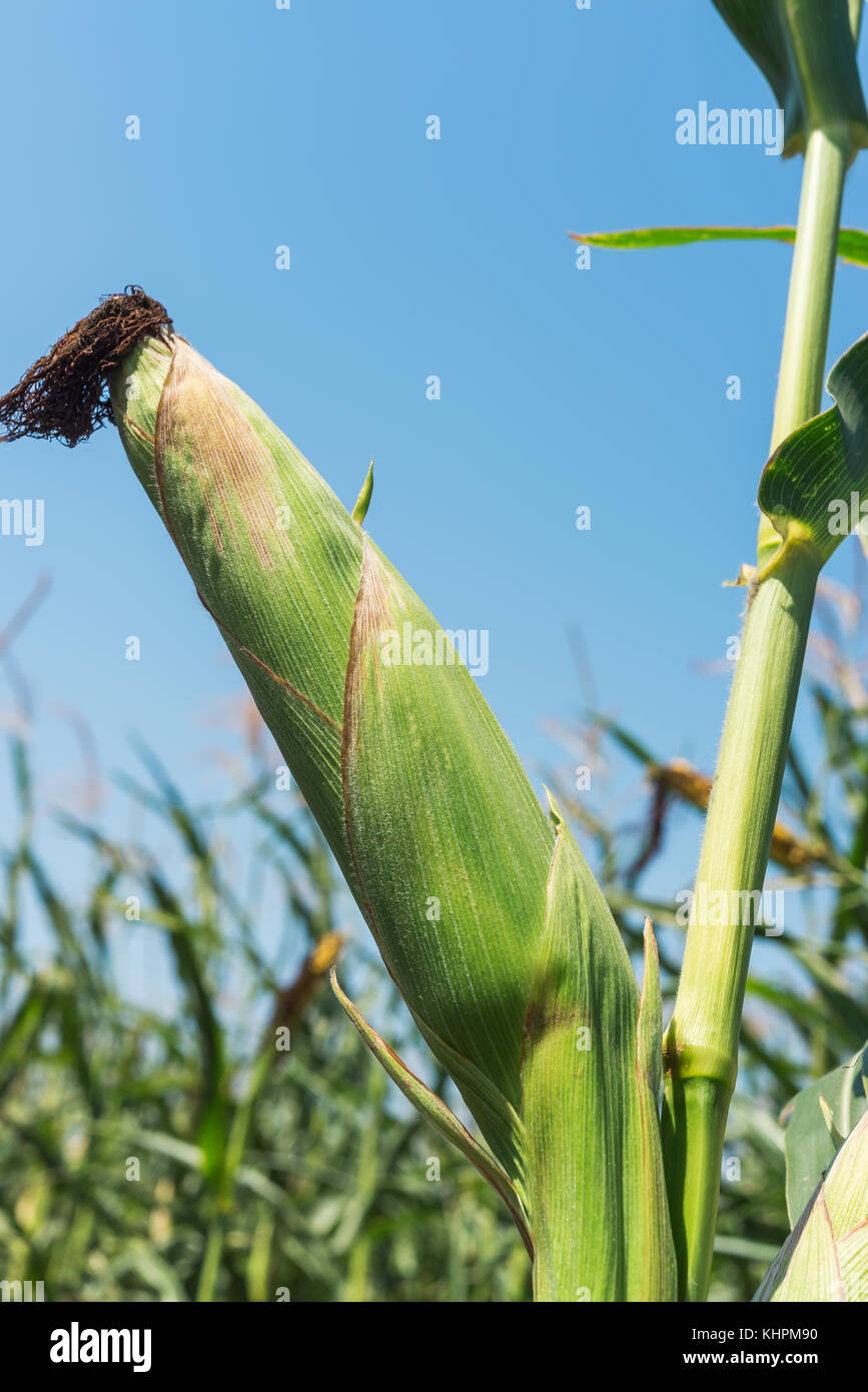 green maize on stem Stock Photo - Alamy