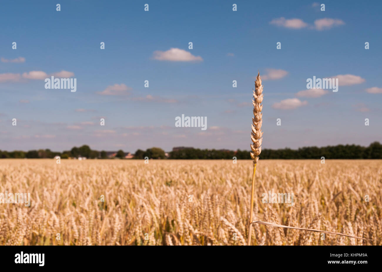 one ear of corn above the grain field Stock Photo - Alamy