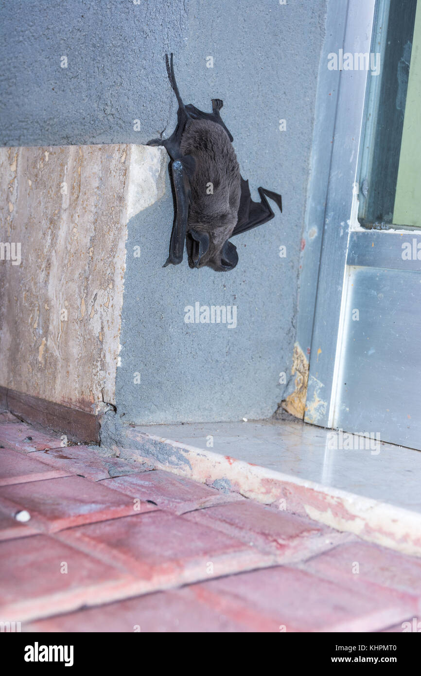 Abstract and conceptual sleeping, bat sleeping on the wall of a palace ...
