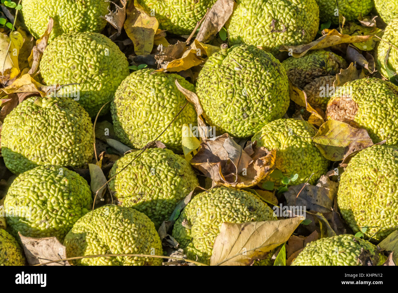 Osage orange tree hi-res stock photography and images - Alamy
