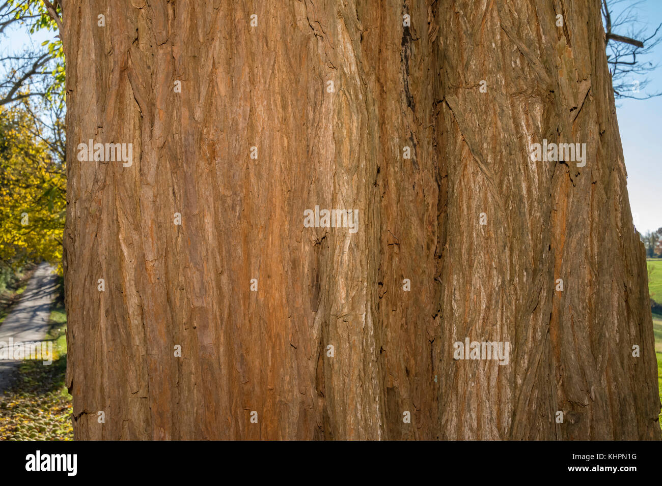 Osage orange tree hi-res stock photography and images - Alamy