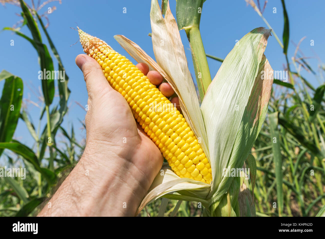 golden maize in hand on field Stock Photo - Alamy