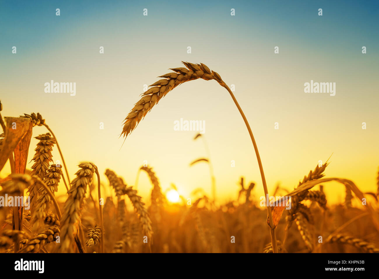 golden harvest and sunset over field Stock Photo - Alamy