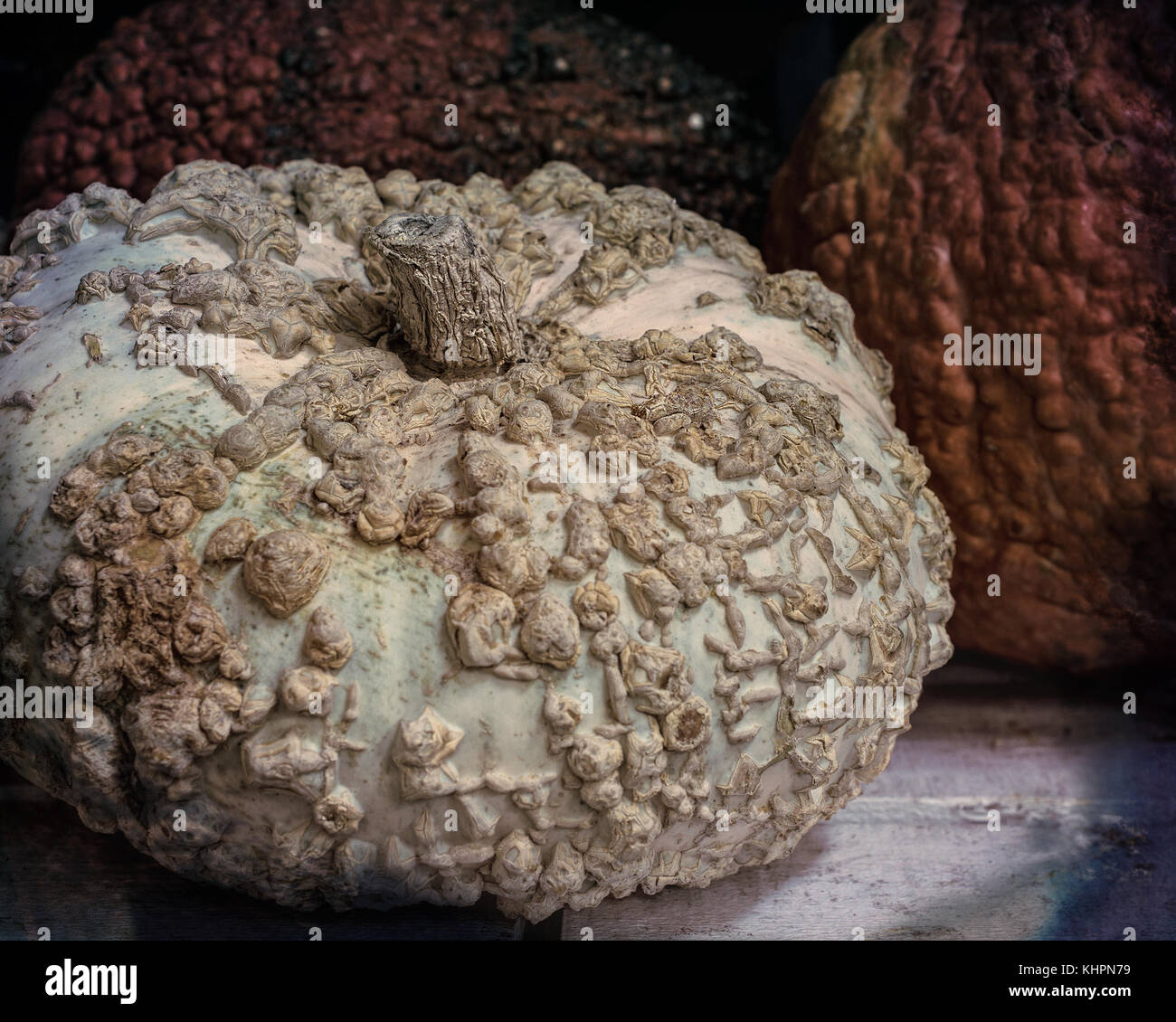 Closeup and selective focus on white Galeux D'Eysines squash with ...