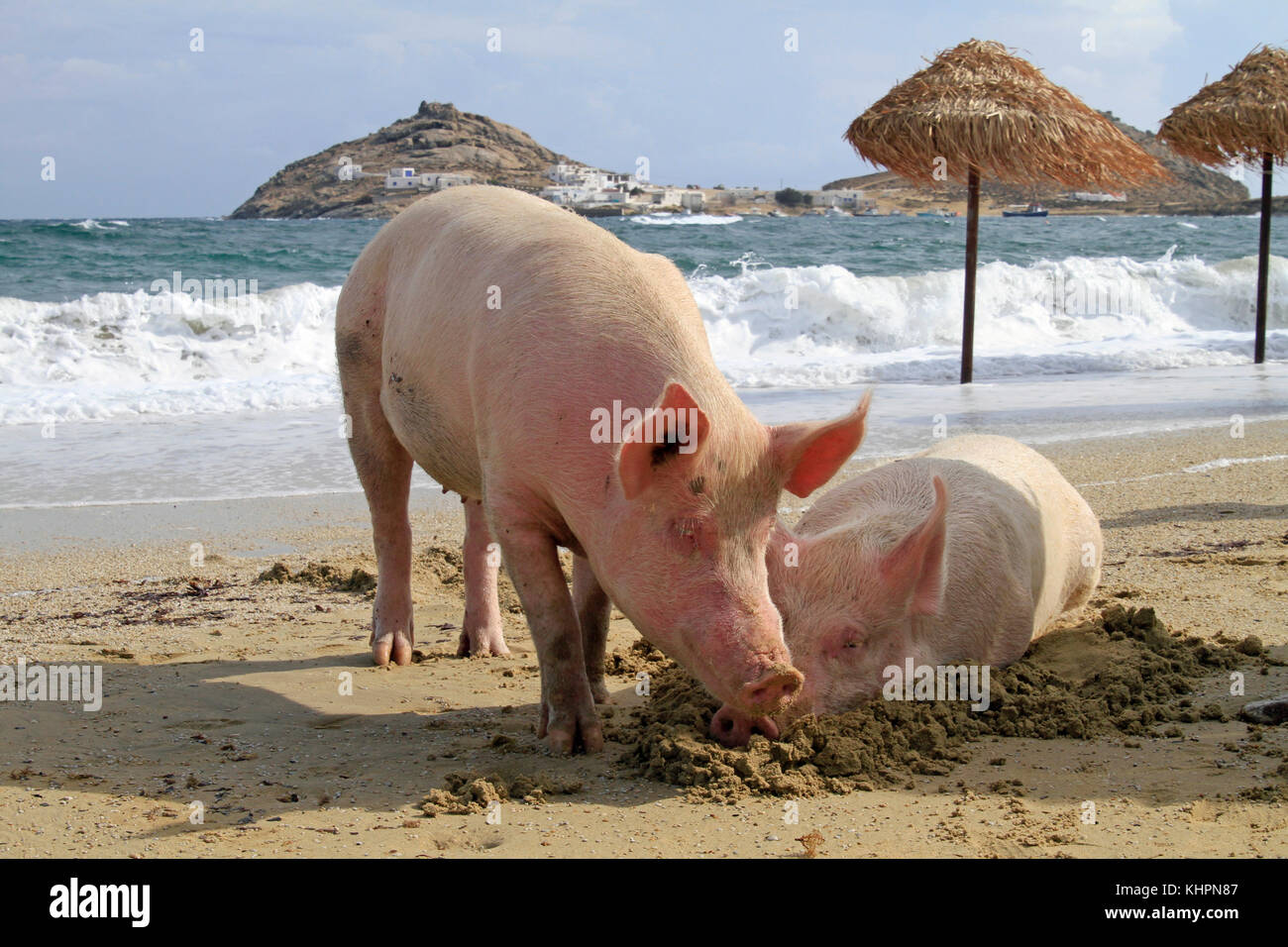 Pigs relaxing at the beach in Mykonos, Greece Stock Photo - Alamy