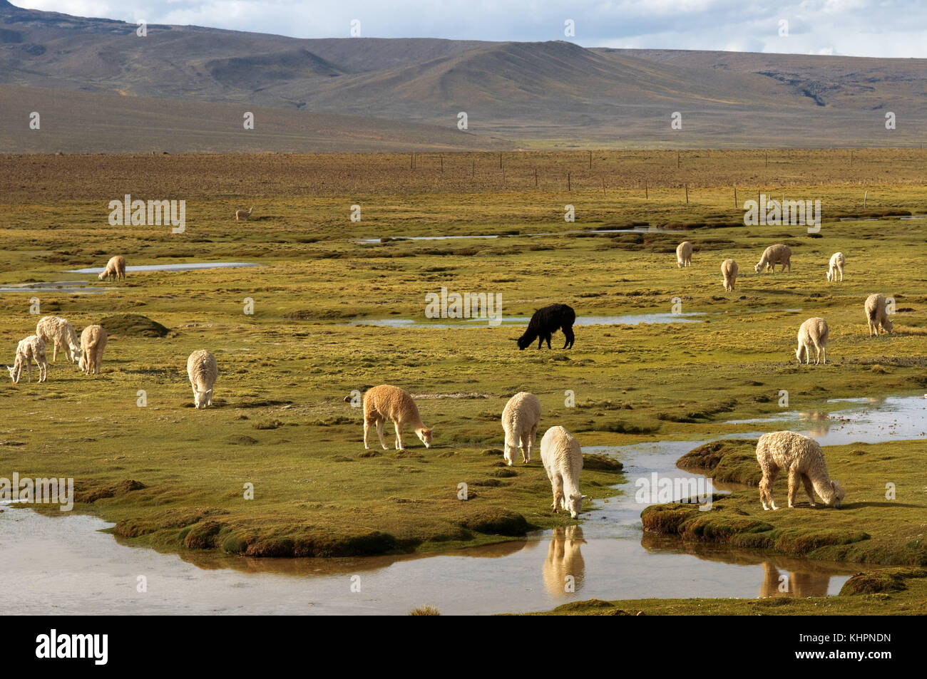 Peru colca canyon llamas hi-res stock photography and images - Alamy