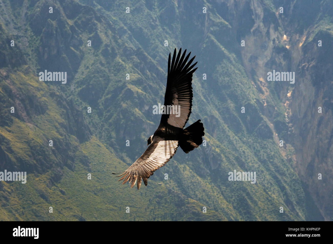 The Andean condor flying over the Colca Canyon on the Cruz del Cóndor ...