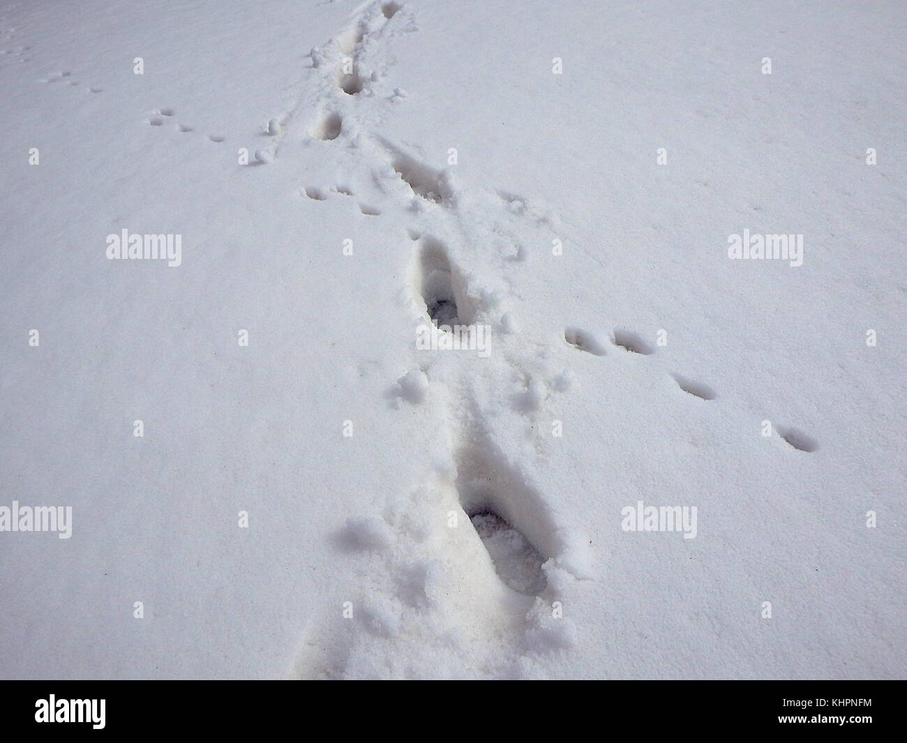 Bigfoot Footprints In Snow