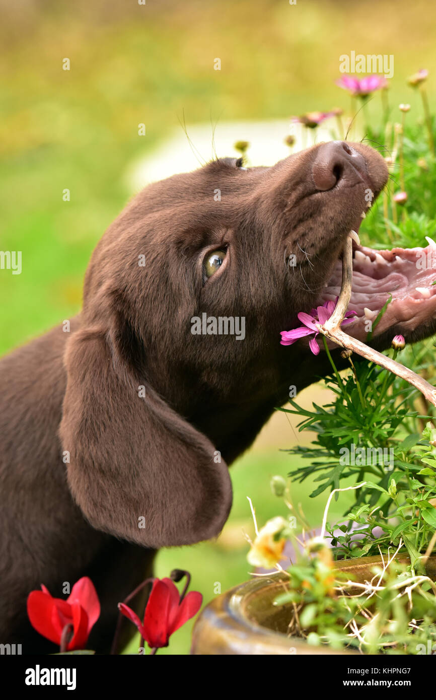A. Labradinger or springador puppy dog chewing a twig or a flower while ...