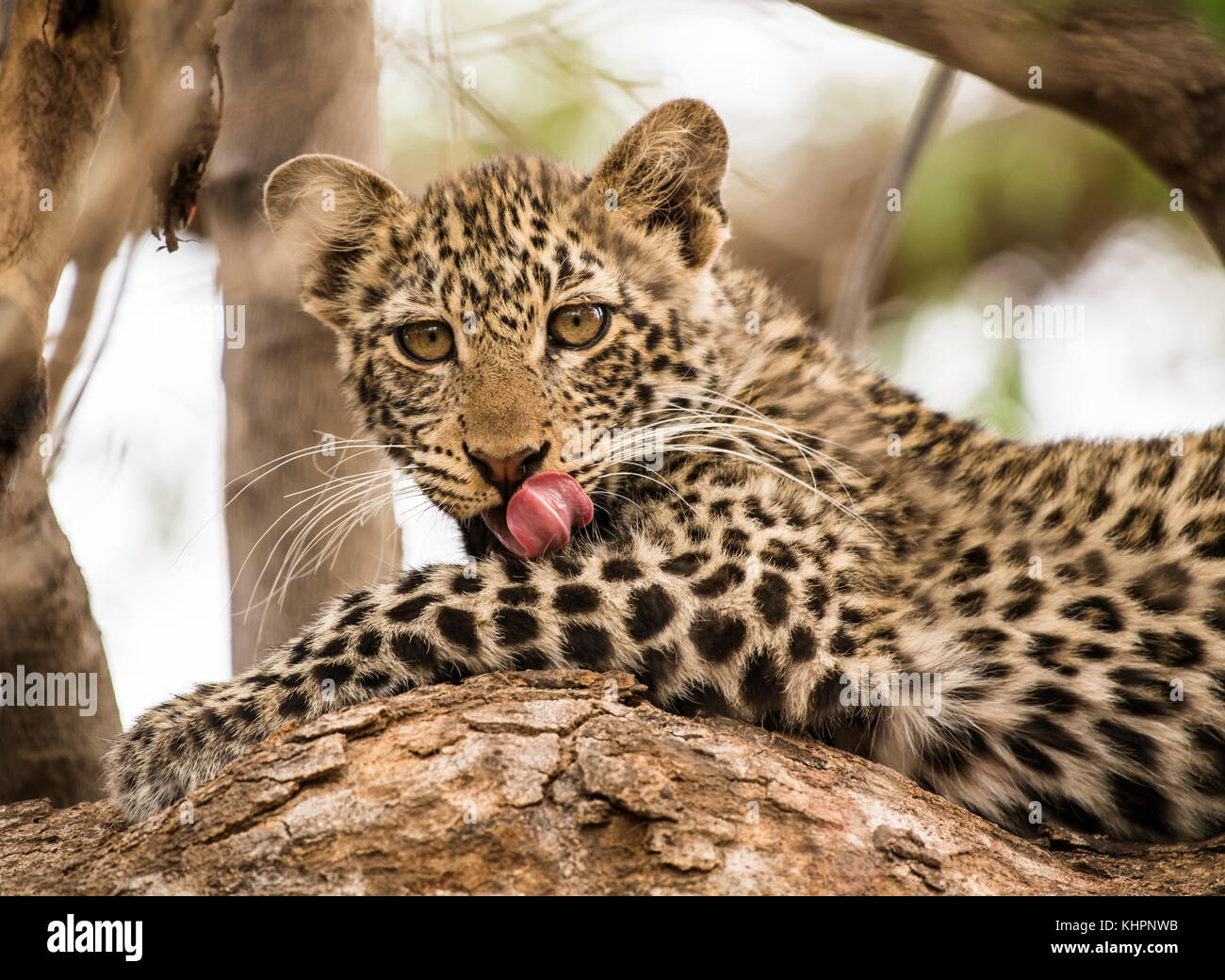 Leopard (Panthera pardus) Kitten on tree, Mashatu Game Reserve, Tuli ...