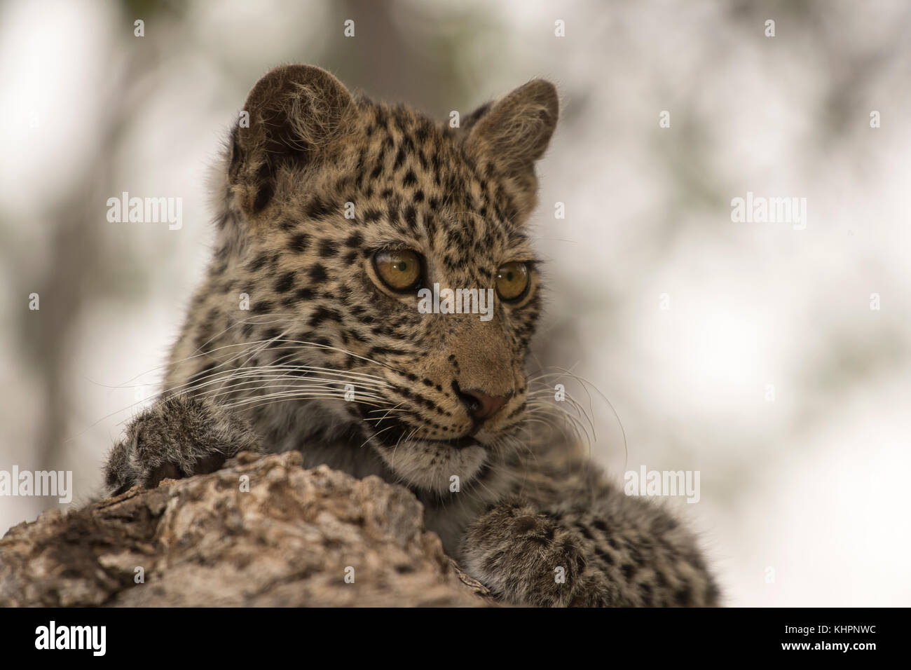 Leopard (Panthera pardus) Kitten on tree, Mashatu Game Reserve, Tuli ...