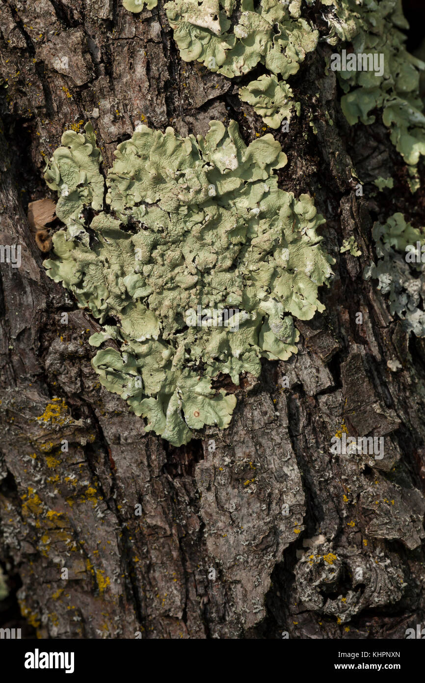 Common greenshield lichen flavoparmelia caperata hi-res stock ...