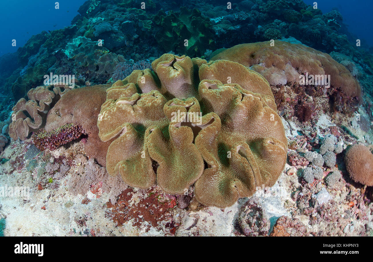 Leathery coral (Alcyoniidae), Nusa Lembongan, Small Sunda Islands ...