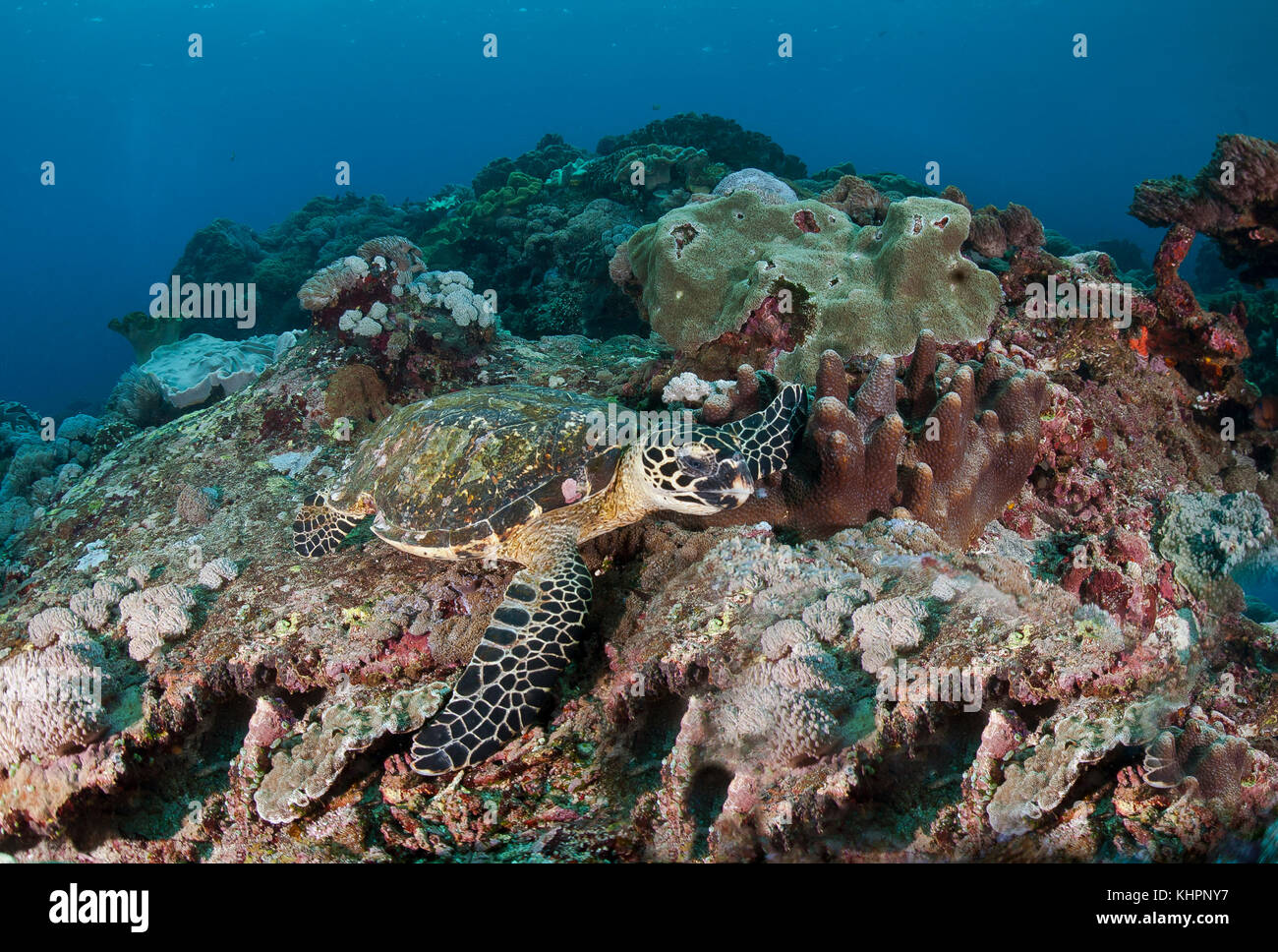 Hawksbill sea turtle (Eretmochelys imbricata), Nusa Lembongan, Small ...