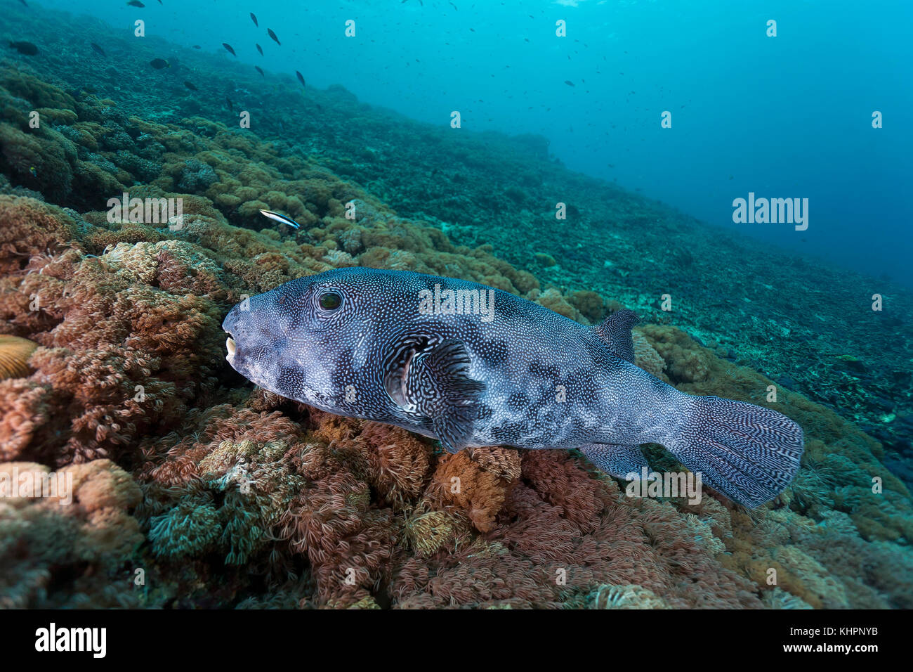 Small puffer fish hi-res stock photography and images - Alamy