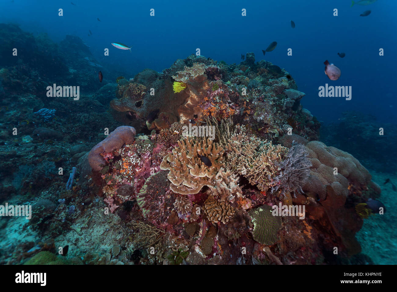 Tropical coral reef, Nusa Lembongan, Bali, Indonesia Stock Photo - Alamy